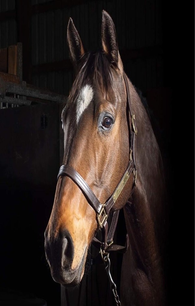 The Horses – TRINITY TROTTERS EQUINE